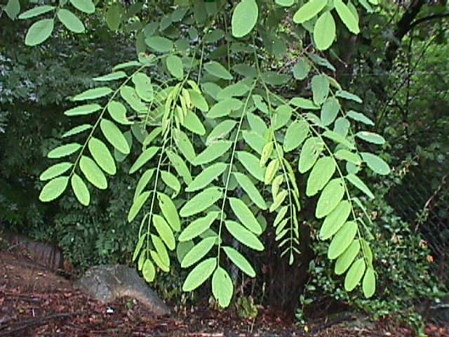 What is this common tree in Middle Tennessee? : r/whatsthisplant