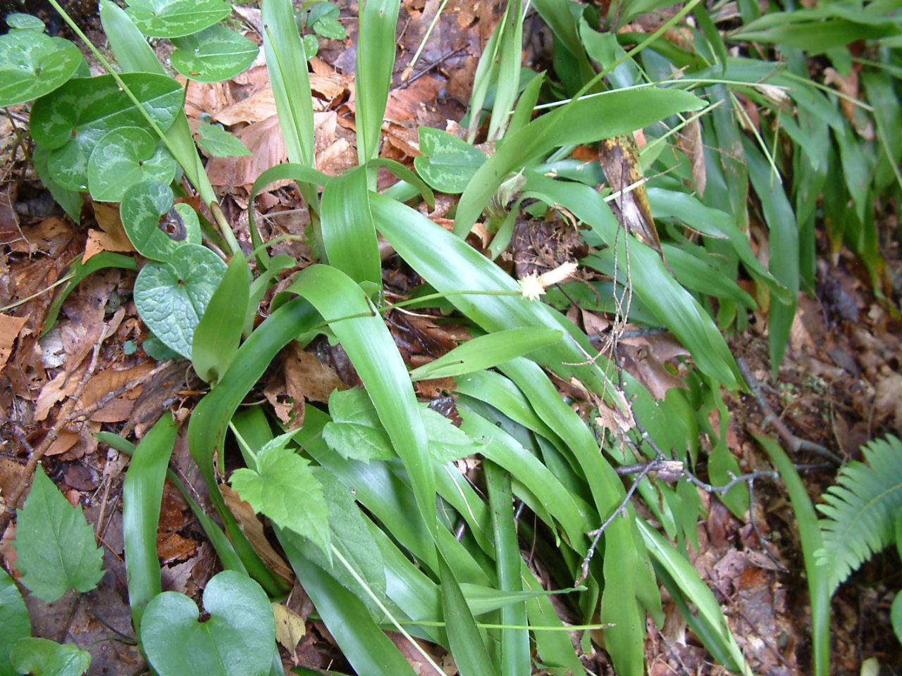 Carex fraseri Andrews Fraser's Sedge
