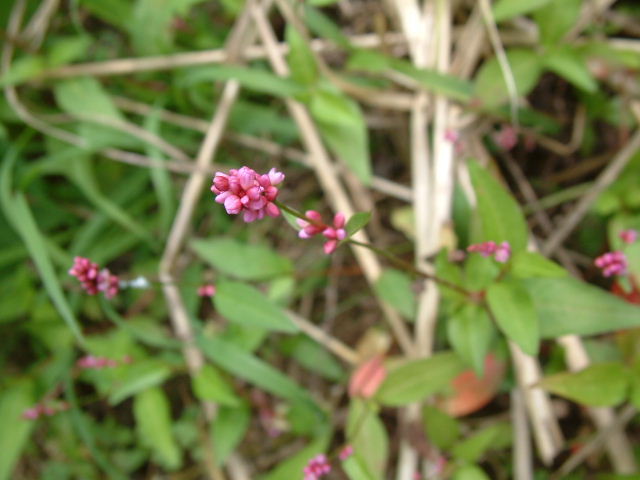 Polygonum persicaria L. Lady's Thumb