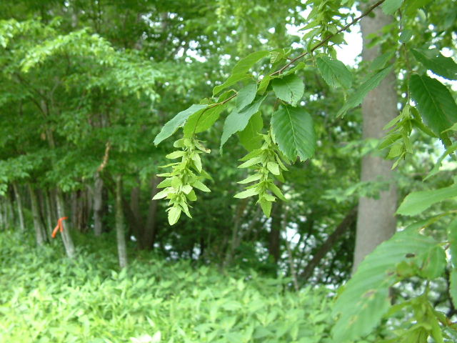 Carpinus caroliniana Walt. Muscle Tree