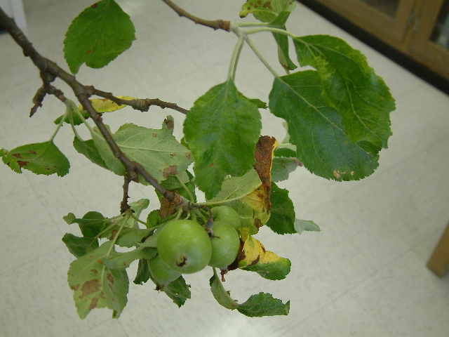 domestic apple rosaceae 1 jun 04 laurels nursery leaves ovate 2 3 ...