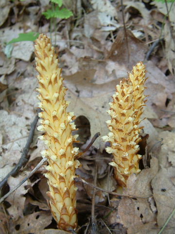 Conopholis americana L.f. Squawroot
