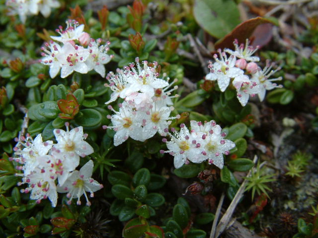 Leiophyllum buxifolium var. prostratum Sand Myrtle