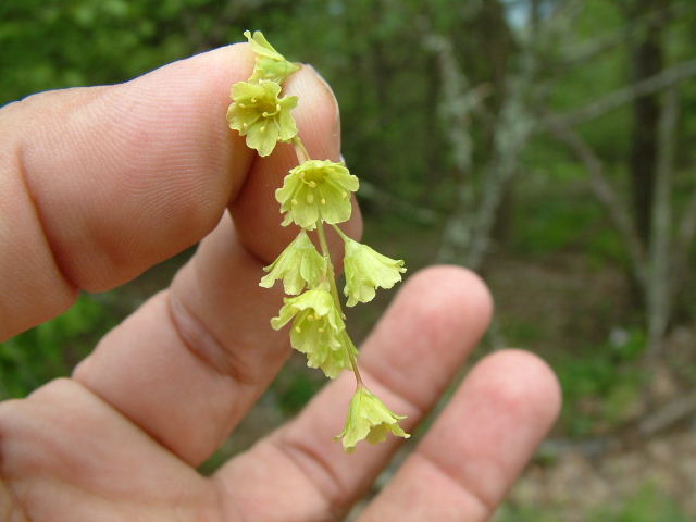 Acer penslyvanicum L. Striped Maple