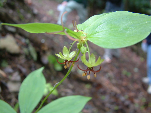 Medeola virginiana